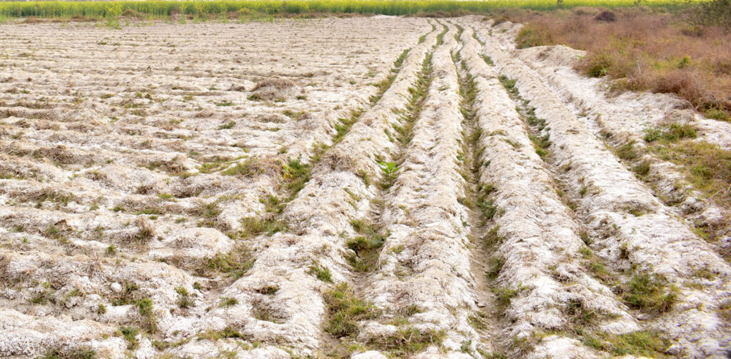 Salt Management with Biofeed® Soil-Plus® | Biofeed Solutions