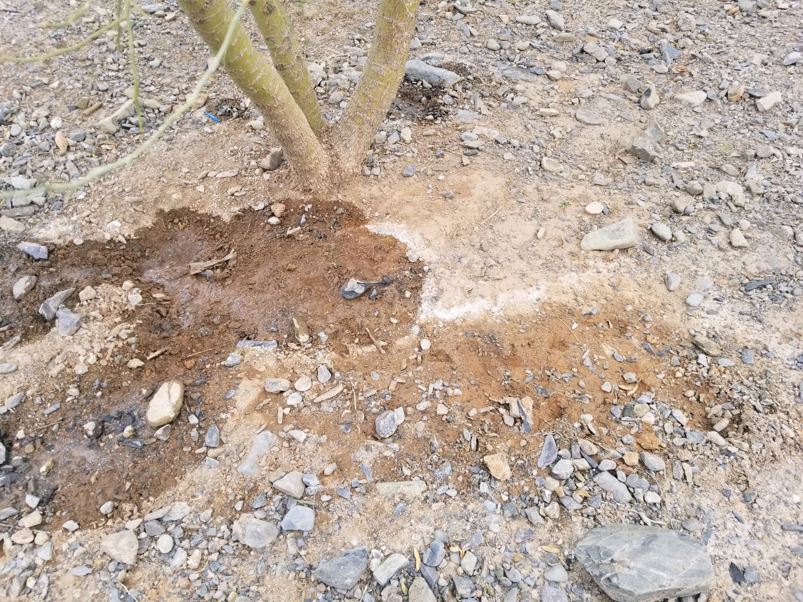 Neutralize Salt in Soil to Increase Plant Growth | Biofeed Solutions