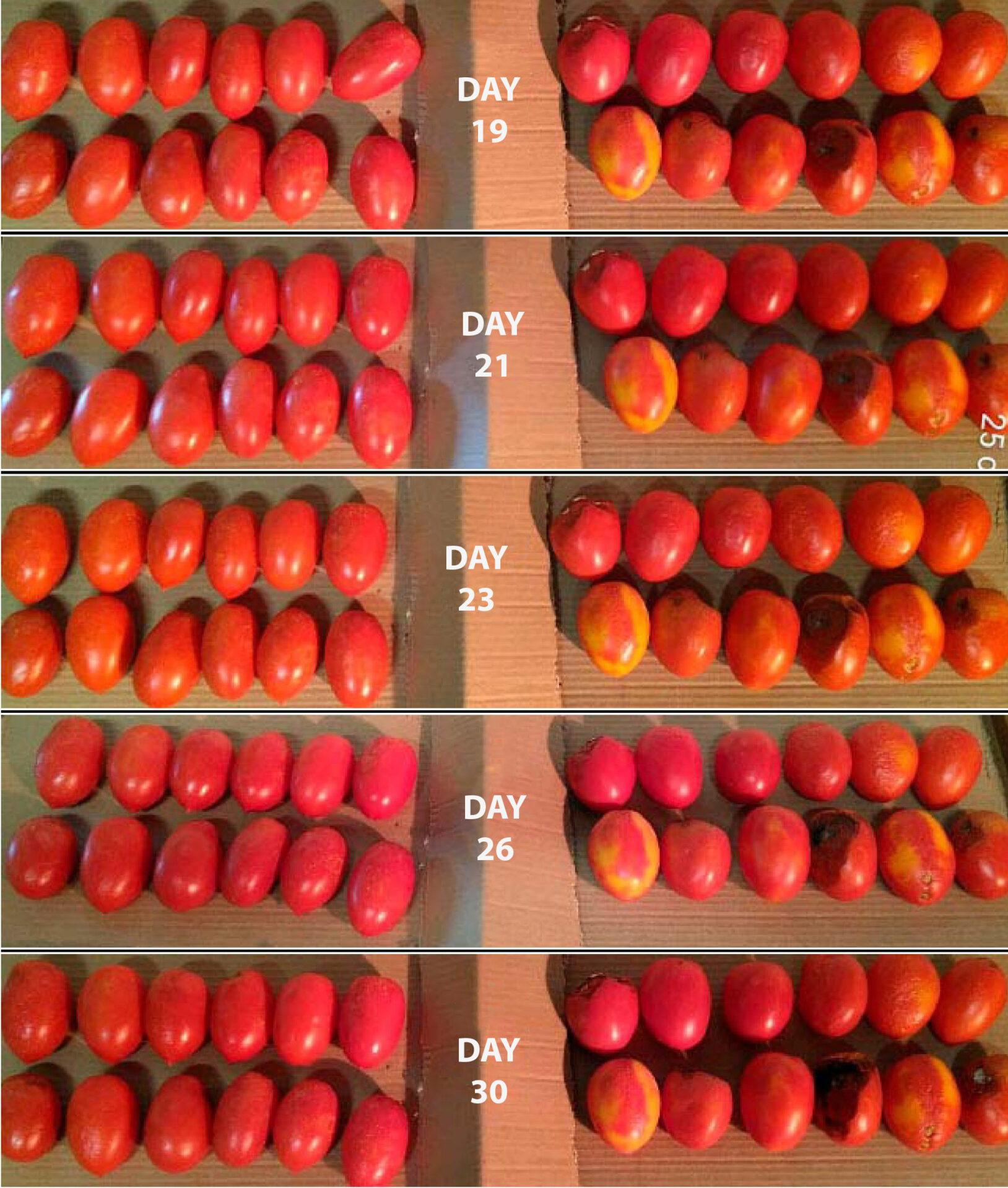 Report Test of Maturation in Pear Tomato With Rebound | Biofeed Solutions